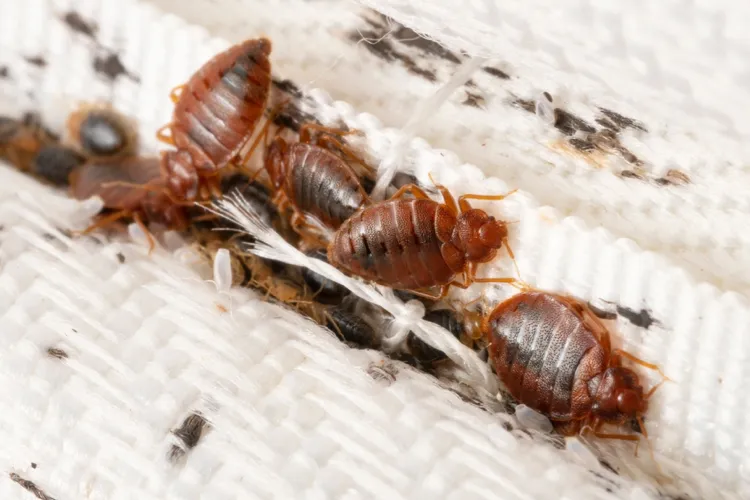 Bed Bug Service Green Earth Exterminators